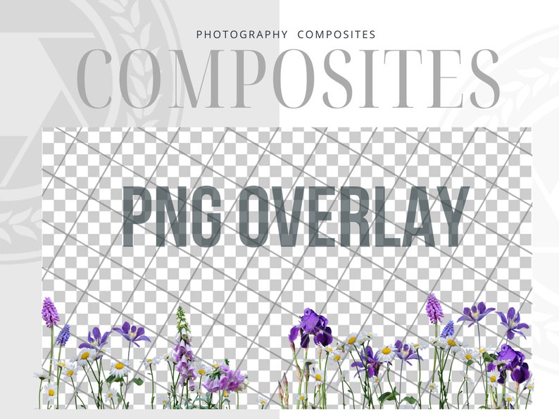 White Flower Fields Background Summer Fields Blue Sky Spring Backgdrop ...