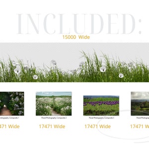 White Lilac Flower Pathway White Flower Field Background White Poppy ...