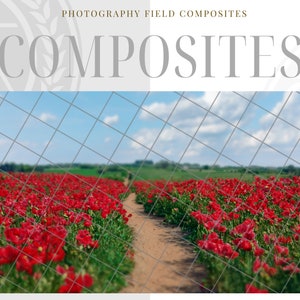 Red Photography Background Fields Red Flower Fields Digital Flower ...