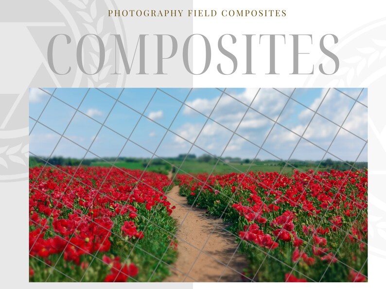 Red Photography Background Fields Red Flower Fields Digital Flower ...