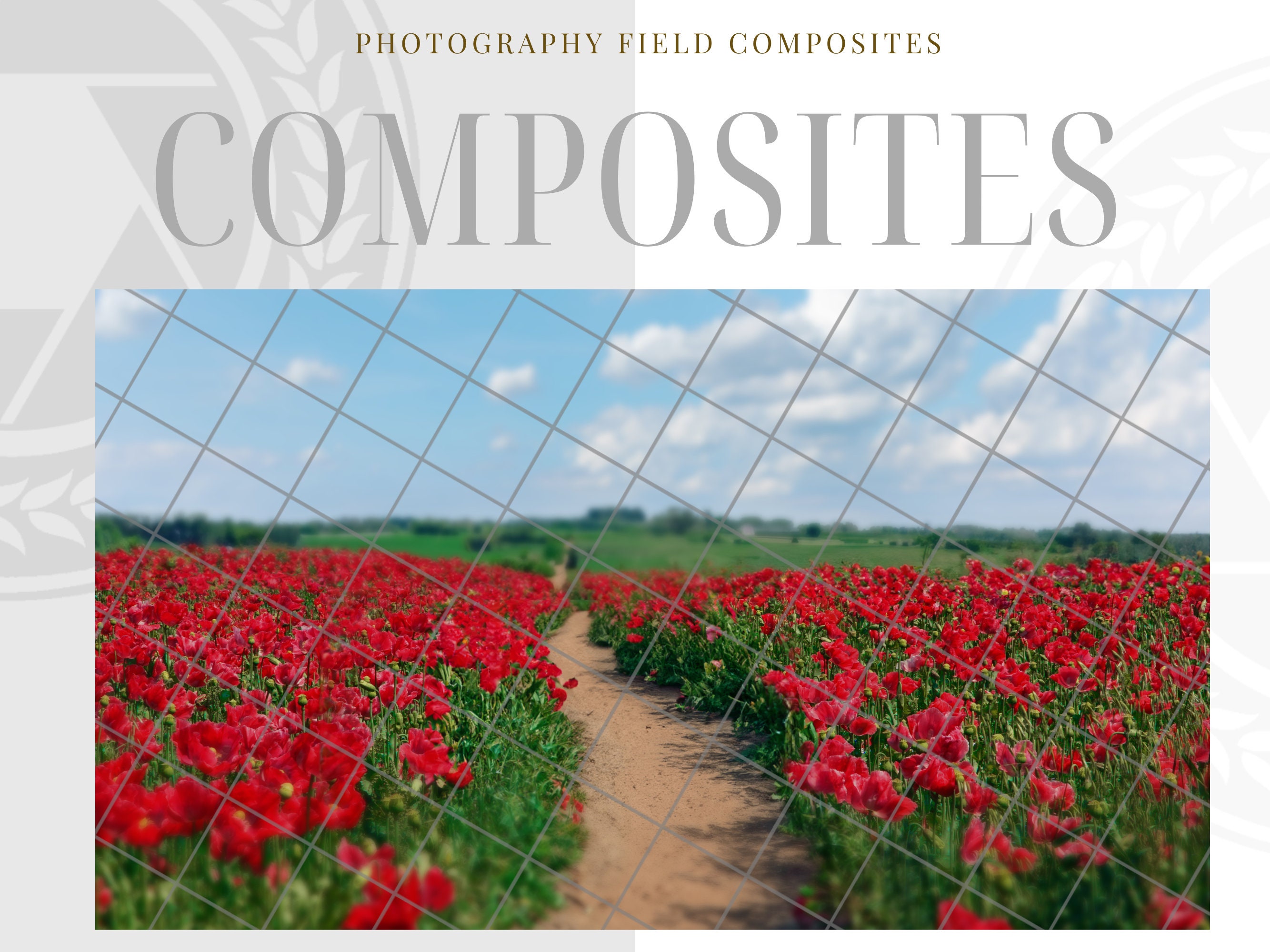 Red Photography Background Fields Red Flower Fields Digital Flower ...