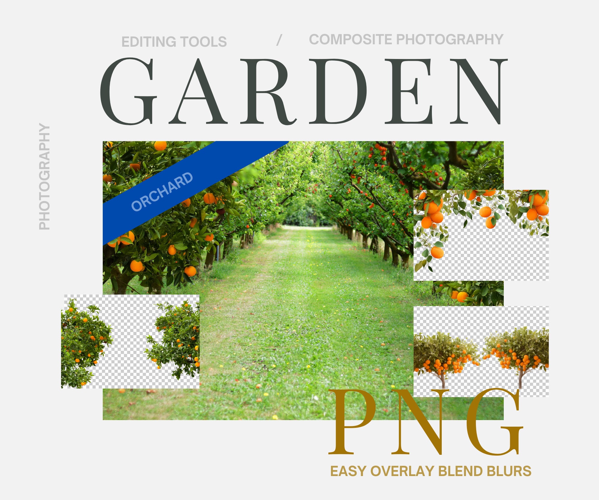 Orange Orchard Digital Orange Tree Background Orange Garden Digital ...