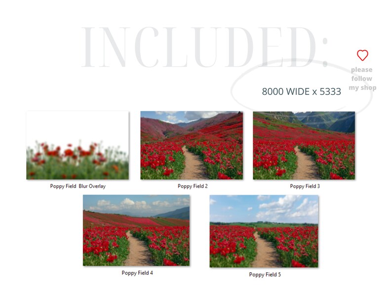 Red Photography Background Fields Red Flower Fields Digital Flower ...