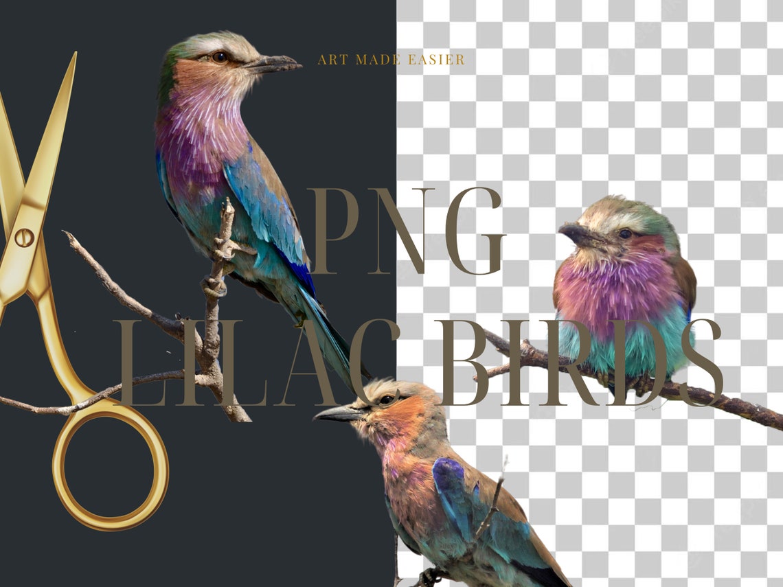 Png Bird Overlays Png Animals Composite Photography Pastel - Etsy