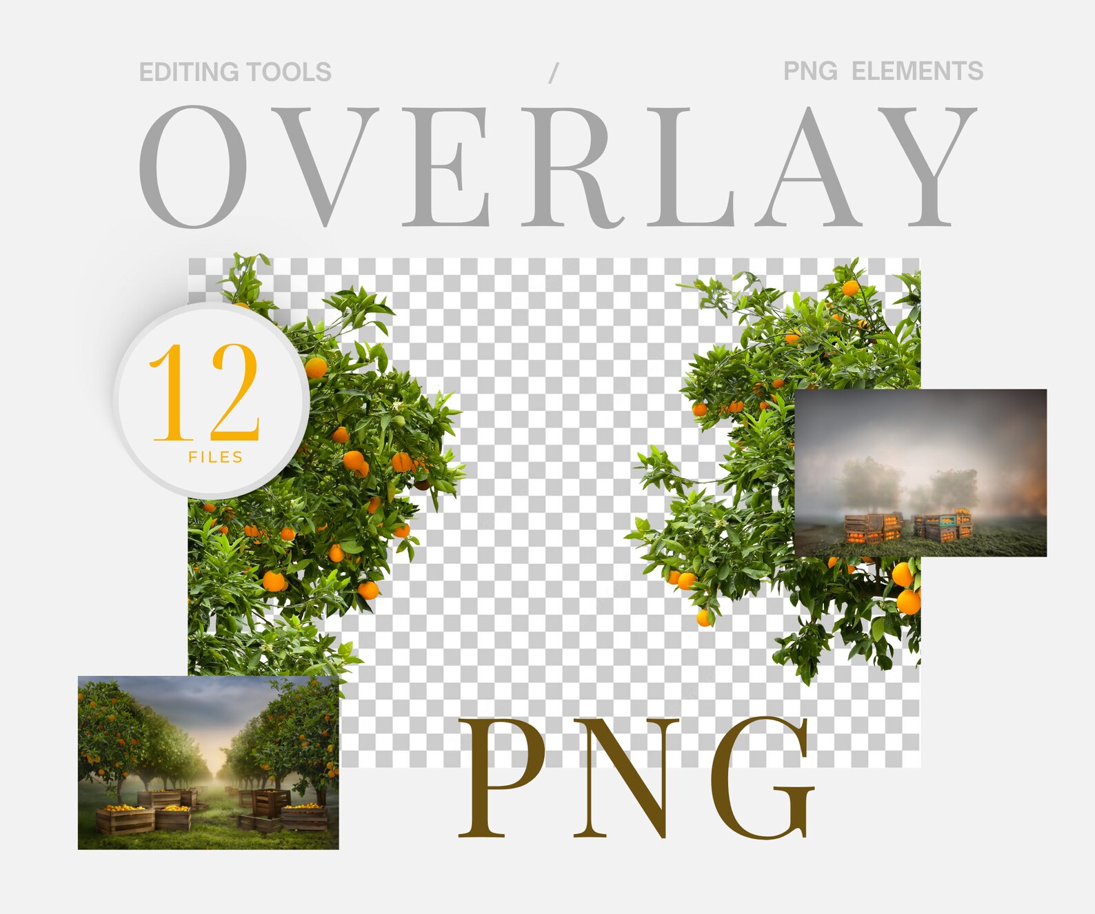 Garden Orange Orchard Digital Orange Tree Background Orange Garden ...