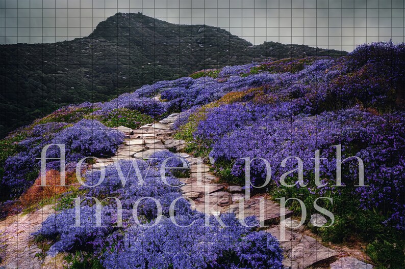 Blue Fields Photography Background Portrait Sky Blue Flower Path ...