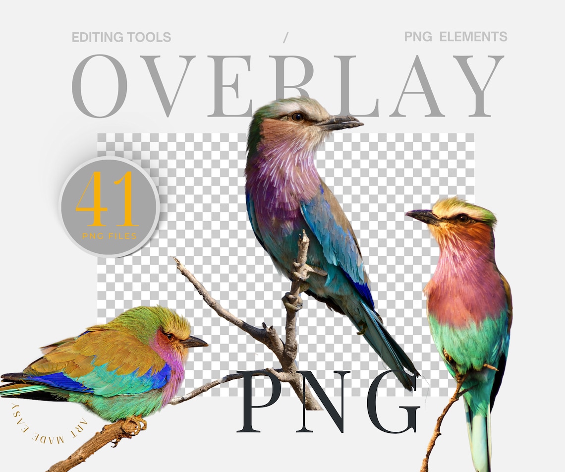 Png Bird Overlays Png Animals Composite Photography Pastel - Etsy