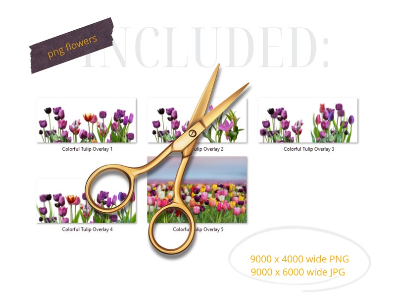 Tulip Field PNG Overlay, Flower Field Photoshop Composite, Spring ...