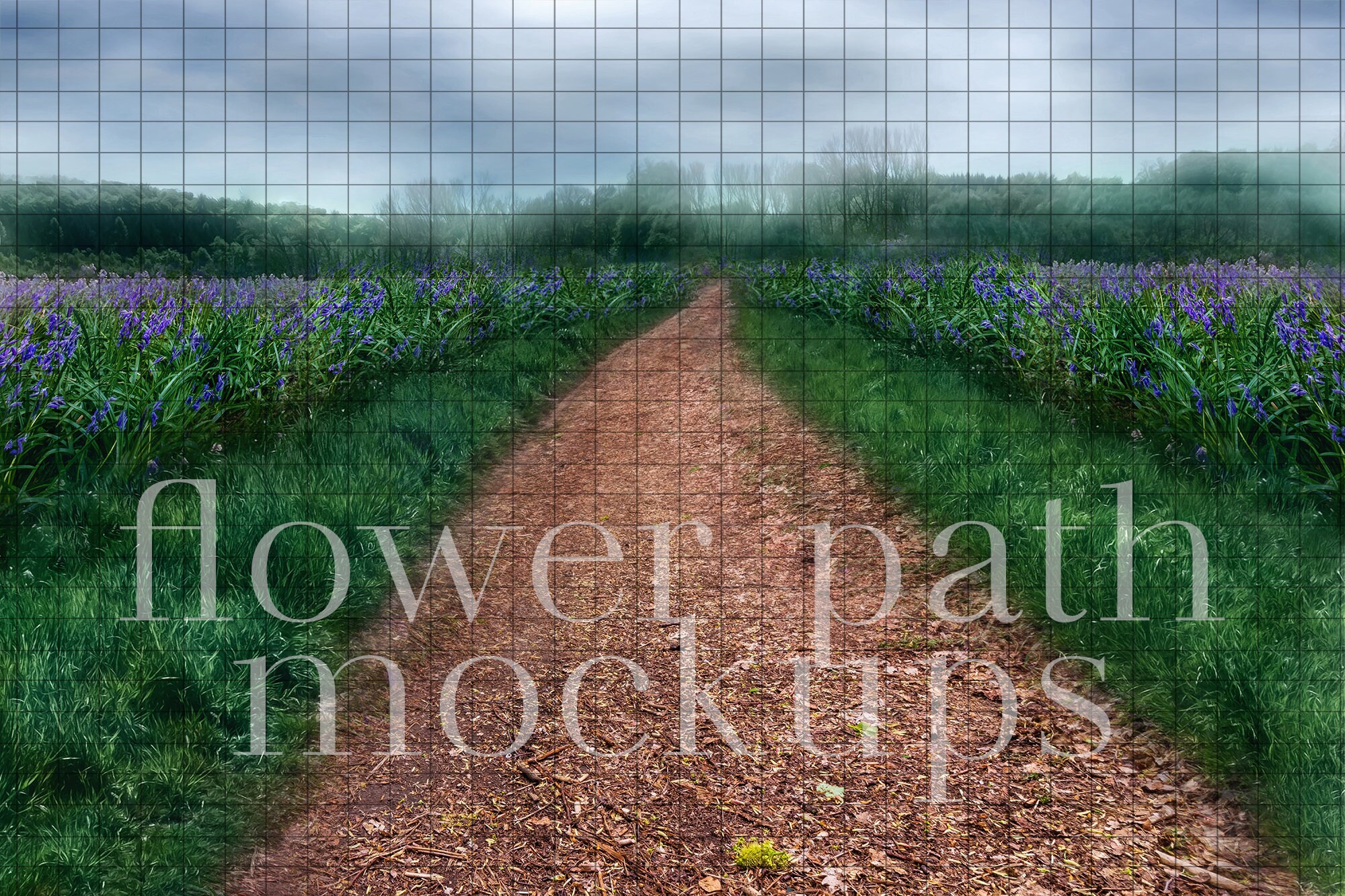 Blue Fields Photography Background Portrait Sky Blue Flower Path ...