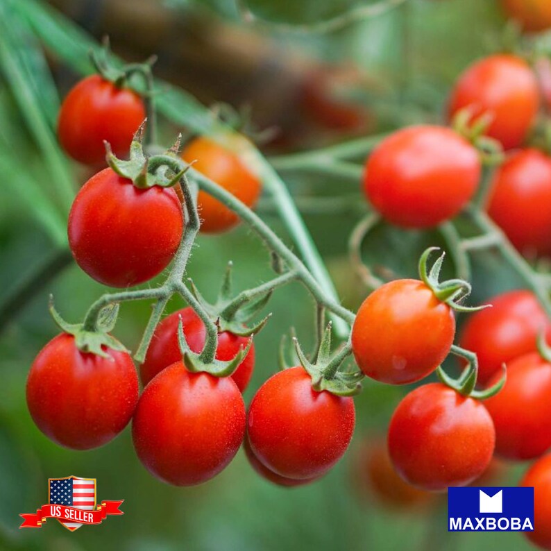 Sweetie Tomato 200 Fresh Seeds Vegetable Heirloom Non-gmo - Etsy