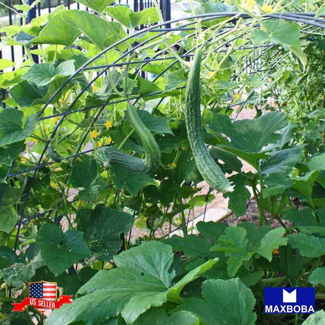 Cucumber Suyo Long 30 Fresh Seeds Non-gmo Heirloom Vegetable - Etsy