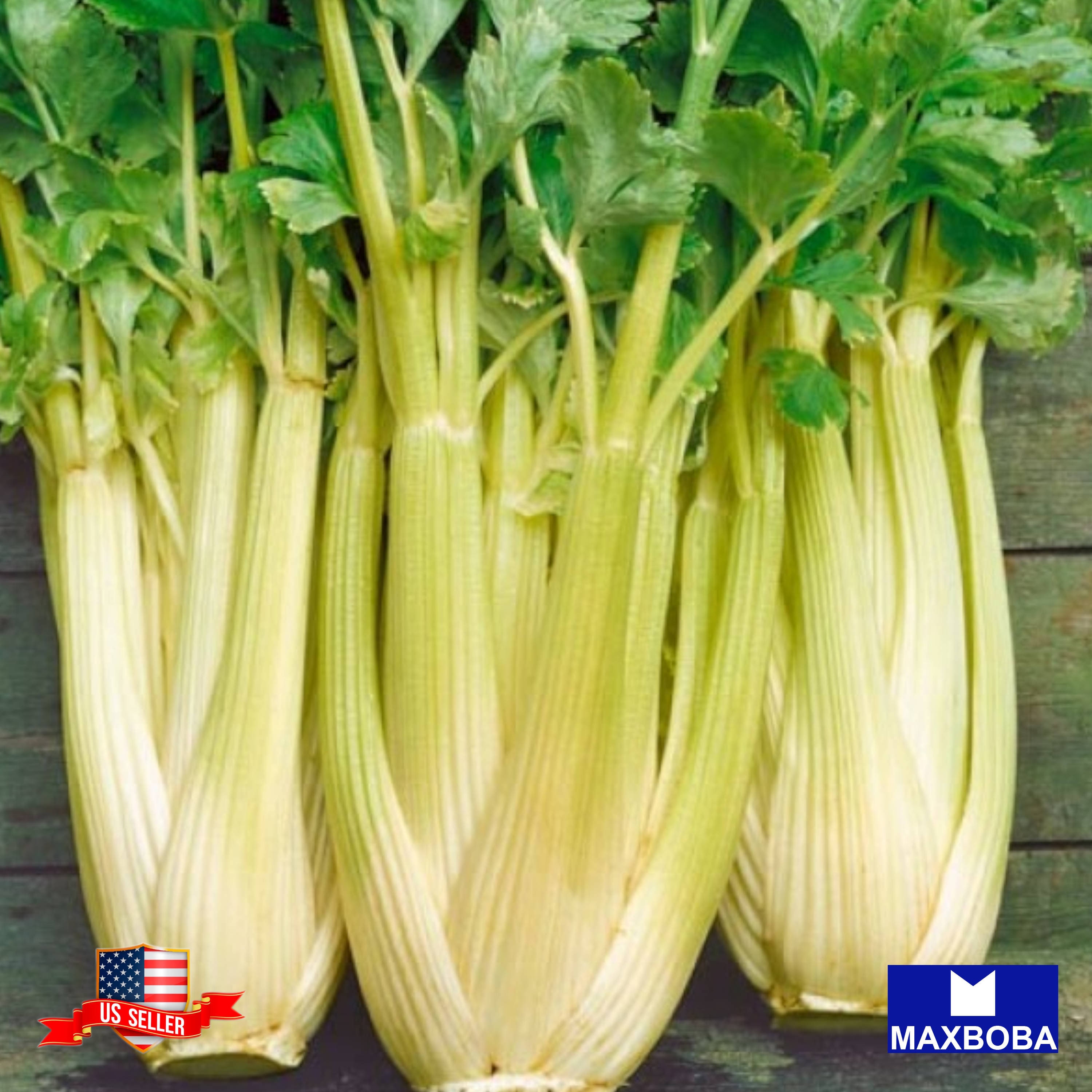 Giant Golden Pascal Celery 1250 Fresh Seeds Heirloom Vegetable Non-gmo ...