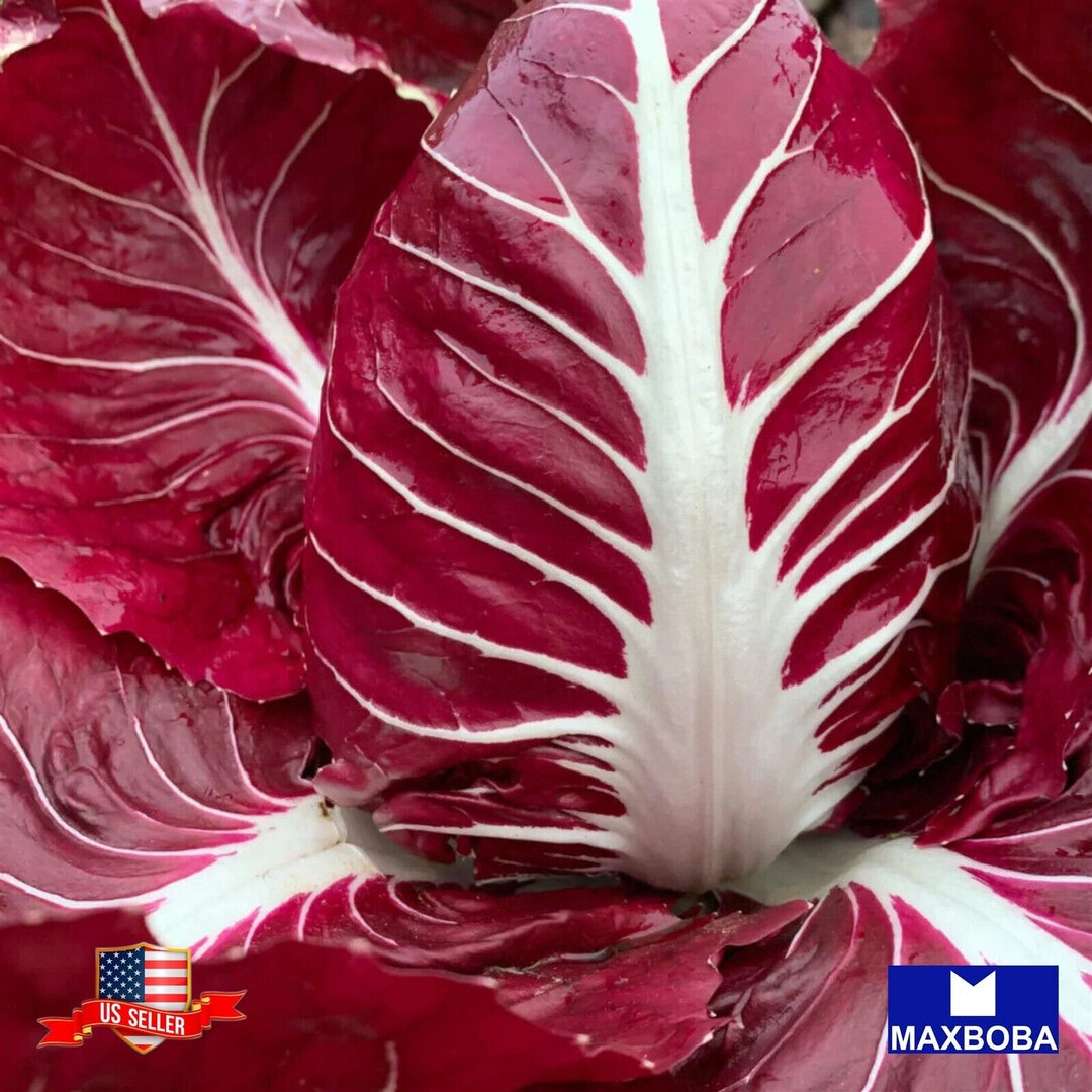 Radicchio Rouge De Verona 1600 Fresh Seeds Non-gmo Heirloom Vegetable ...