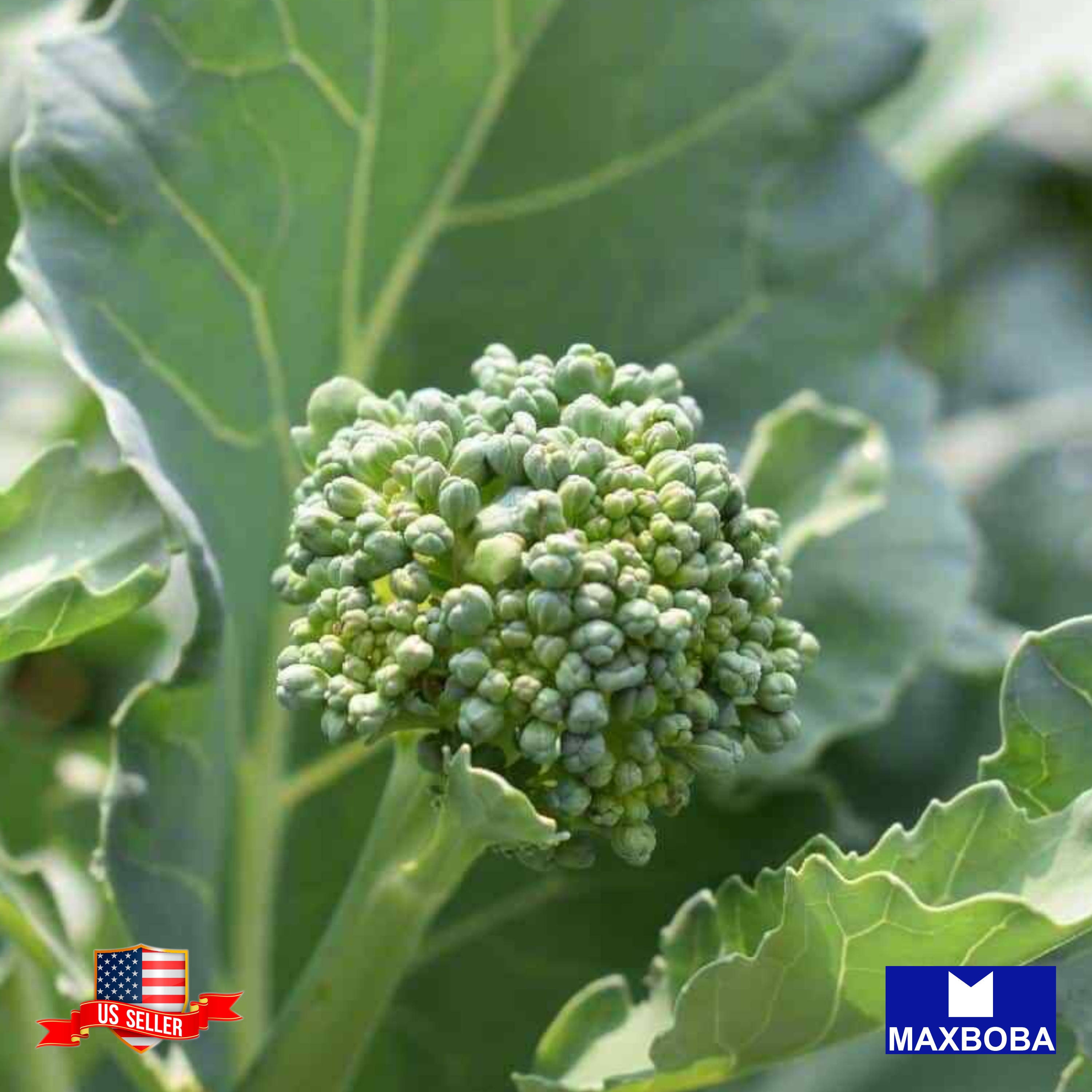 Broccoli Raab Seeds Spring Rapini Non-gmo Heirloom Garden - Etsy