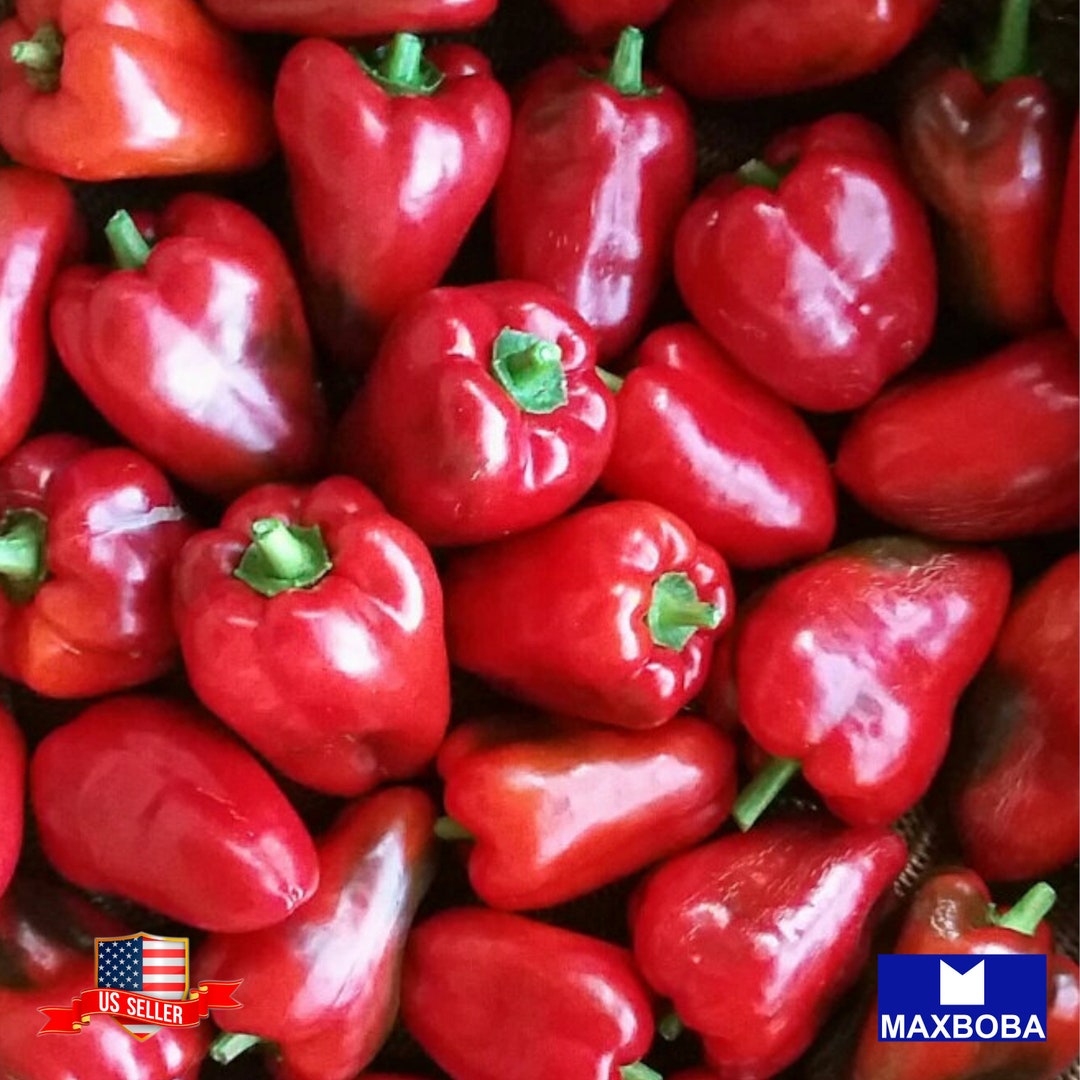 60 Sweet Keystone Resistant Giant Pepper Seeds Heirloom - Etsy