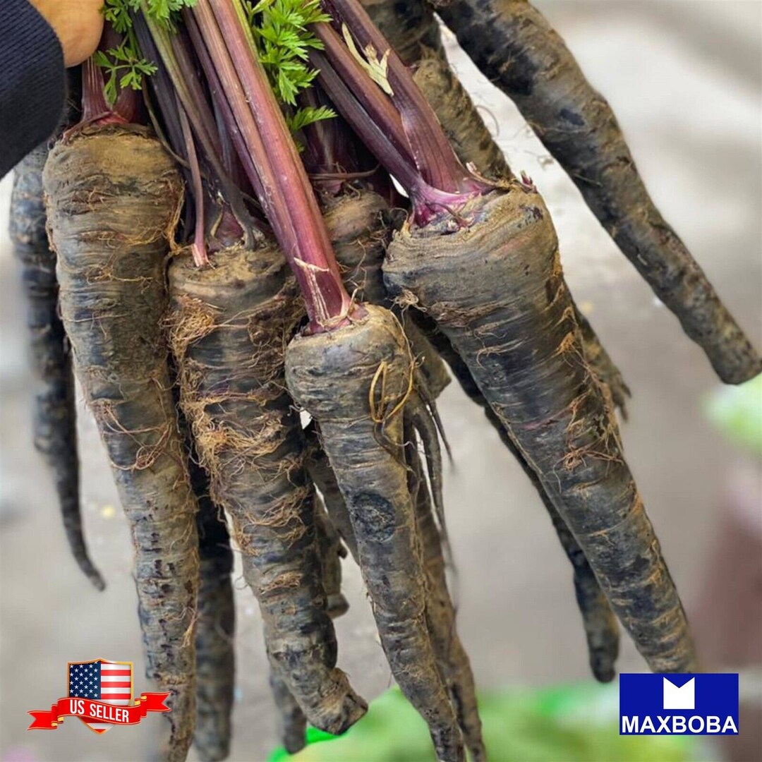 Black Nebula Carrot Fresh Seeds Non-gmo Heirloom Vegetable - Etsy