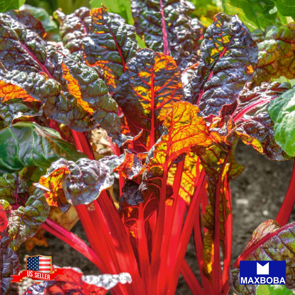 Swiss Chard 120 Fresh Seeds Ruby Red Non-gmo Heirloom - Etsy