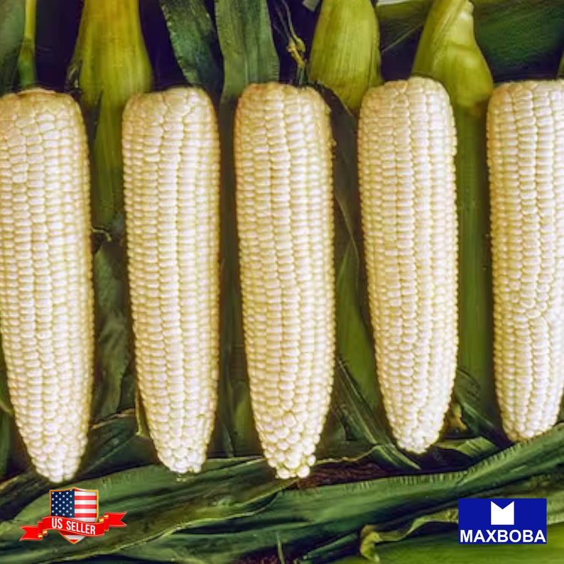 Corn Silver Queen Hybrid 60 Fresh Seeds Non-gmo Vegetable - Etsy