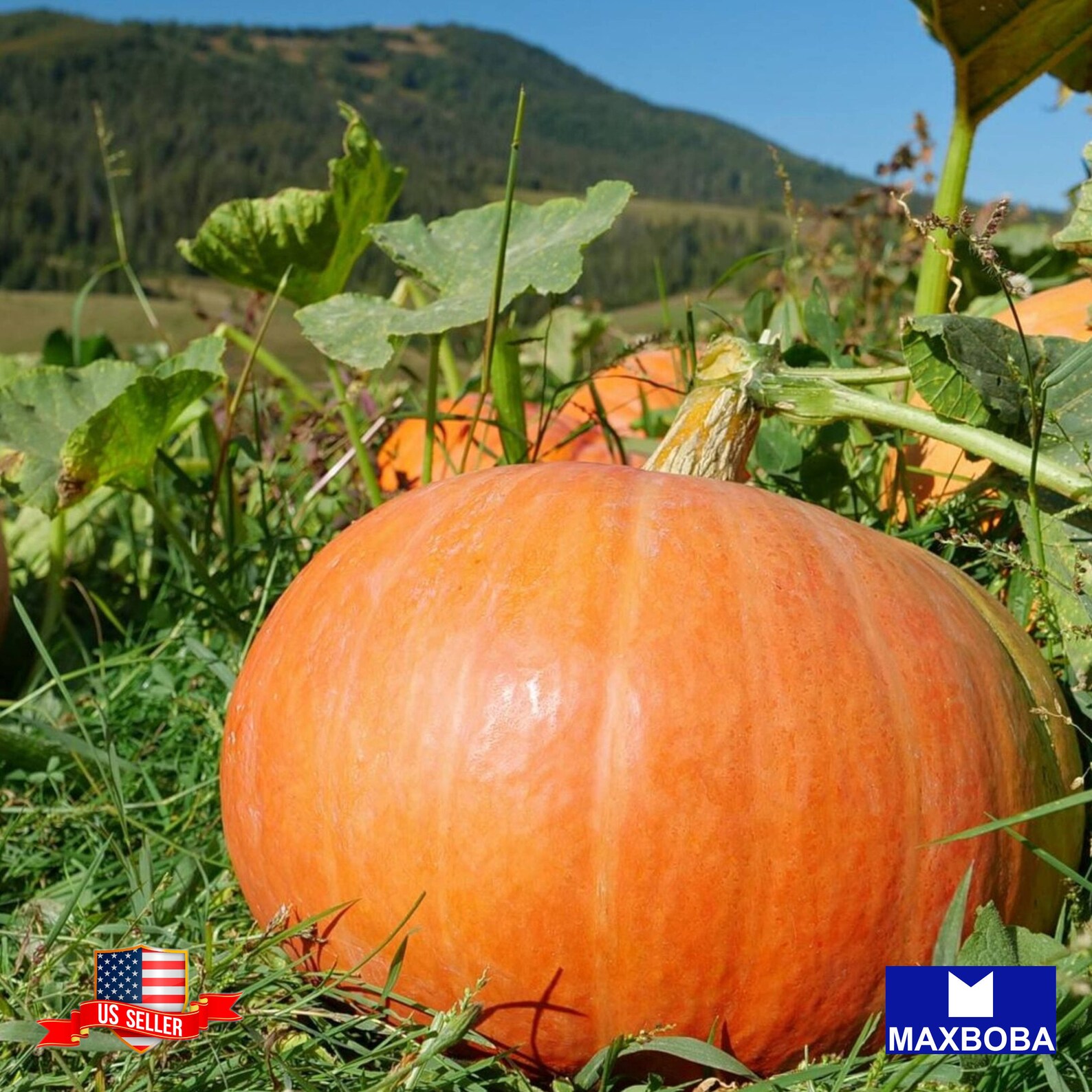 Connecticut Field Pumpkin 6 Seeds Non-gmo Heirloom Vegetable - Etsy