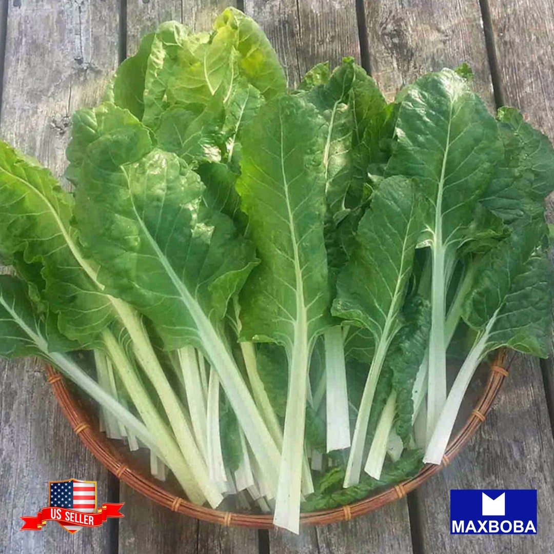 Non-gmo 75 Lucullus Swiss Chard Seeds Heirloom Vegetable Fresh - Etsy