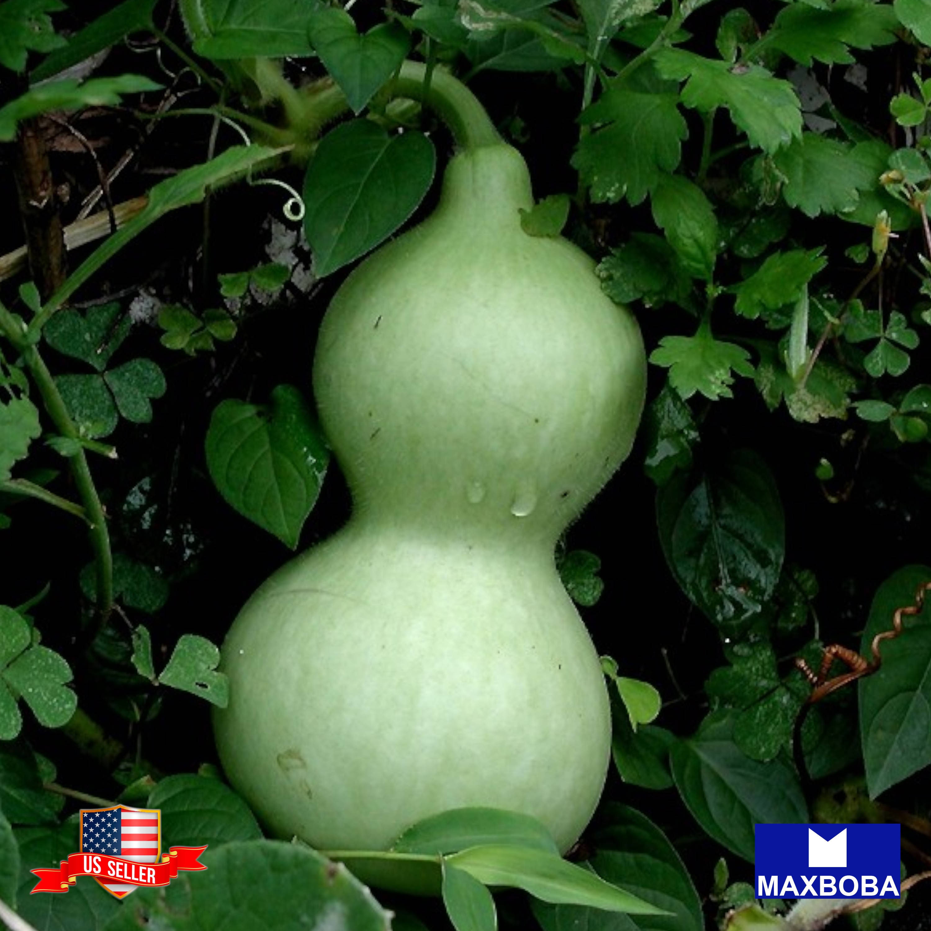 Gourd Calabash Fresh Seeds Non-gmo Heirloom Vegetable - Etsy