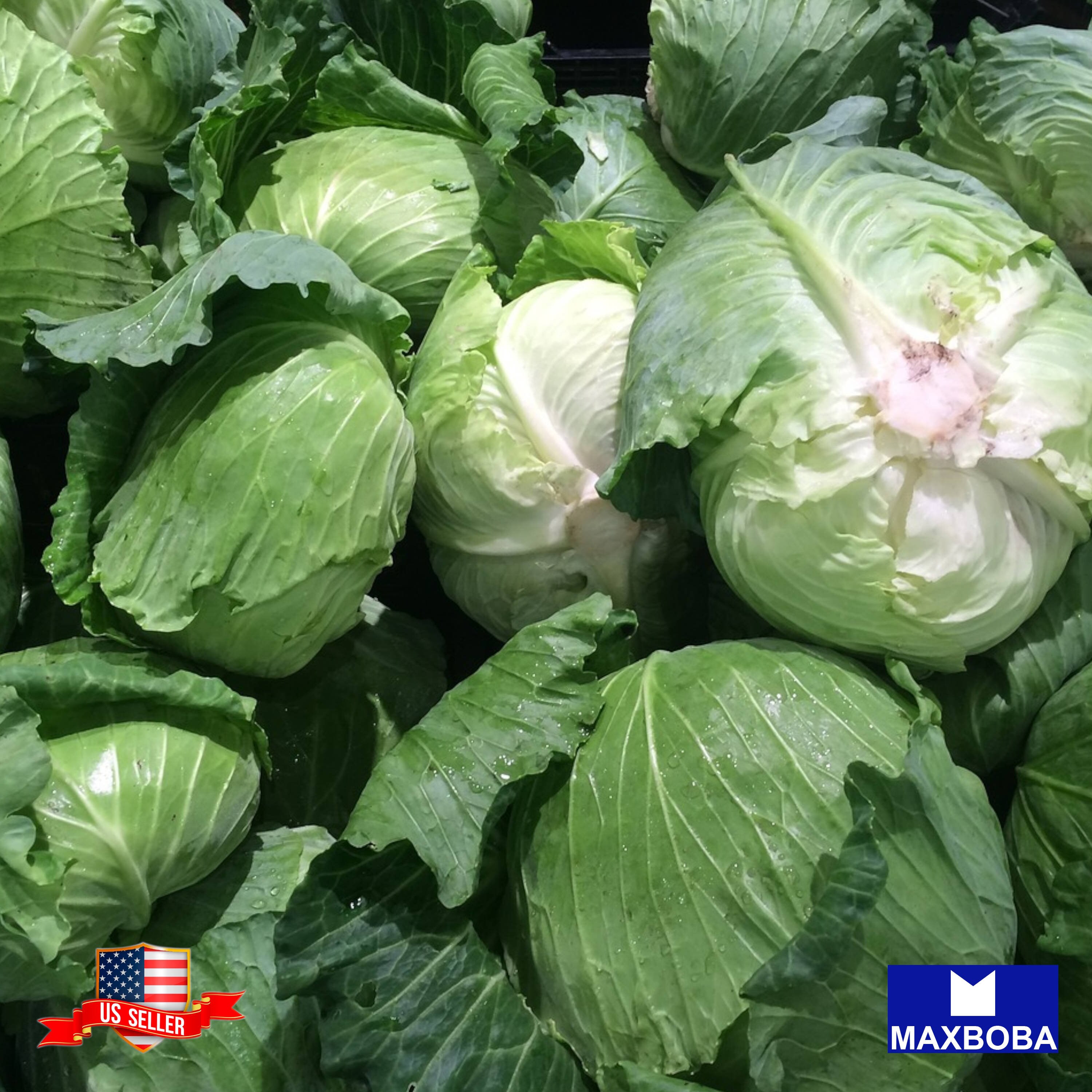 Early Round Dutch Cabbage 480 Fresh Seeds Non-gmo Heirloom Vegetable - Etsy