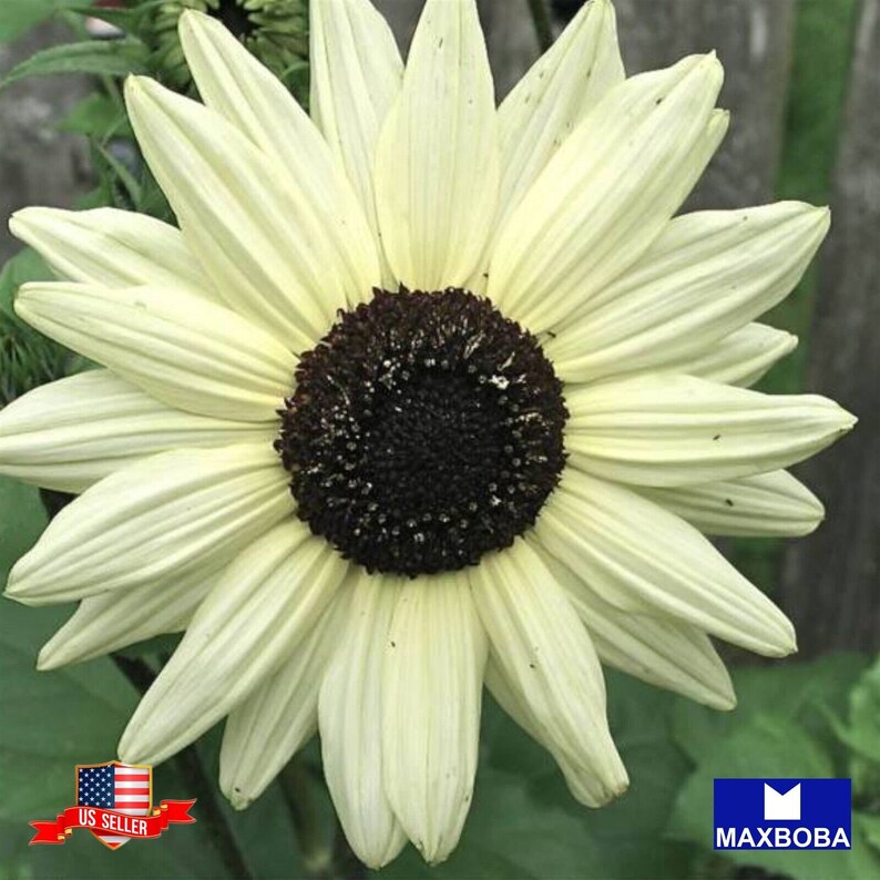 Italian White Sunflower 25 Seeds Non-gmo - Etsy