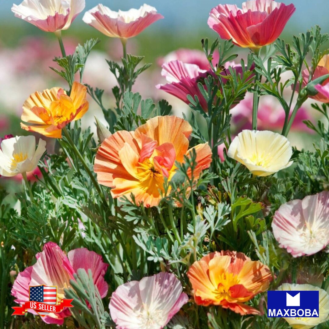 California Poppy Seeds Mission Bells Non-gmo - Etsy