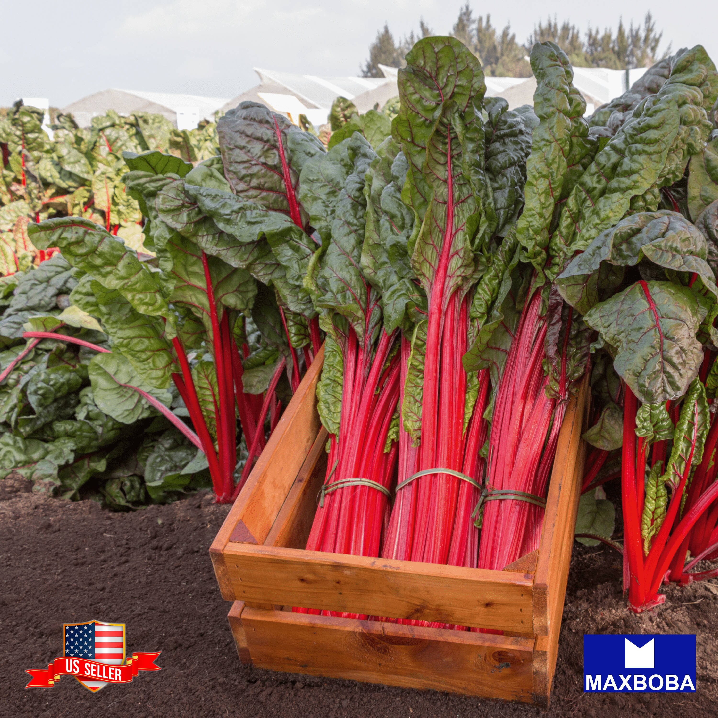 Swiss Chard 120 Fresh Seeds Ruby Red Non-gmo Heirloom - Etsy