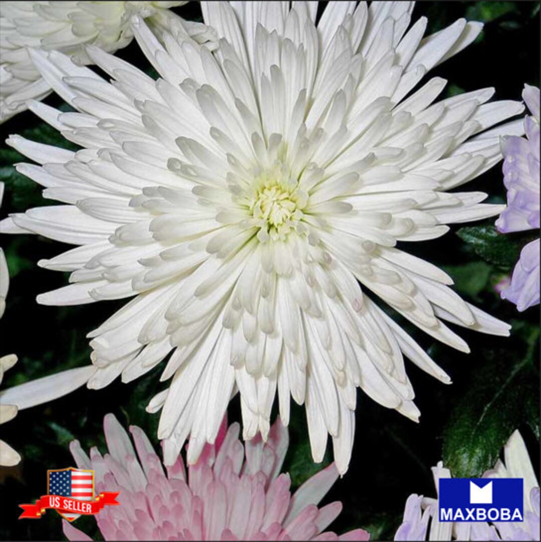 Aster Seeds Crego Giant Mixture Non-gmo - Etsy