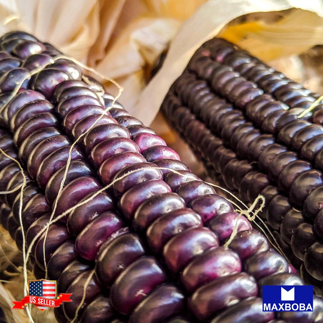 Blue Hopi Corn 05 Fresh Seeds Non-gmo Heirloom Vegetable - Etsy
