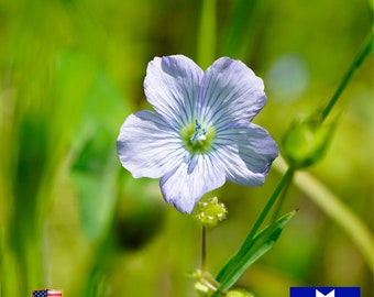 USA SELLER Blue Flax 100 Seeds Linum Lewisii - Etsy
