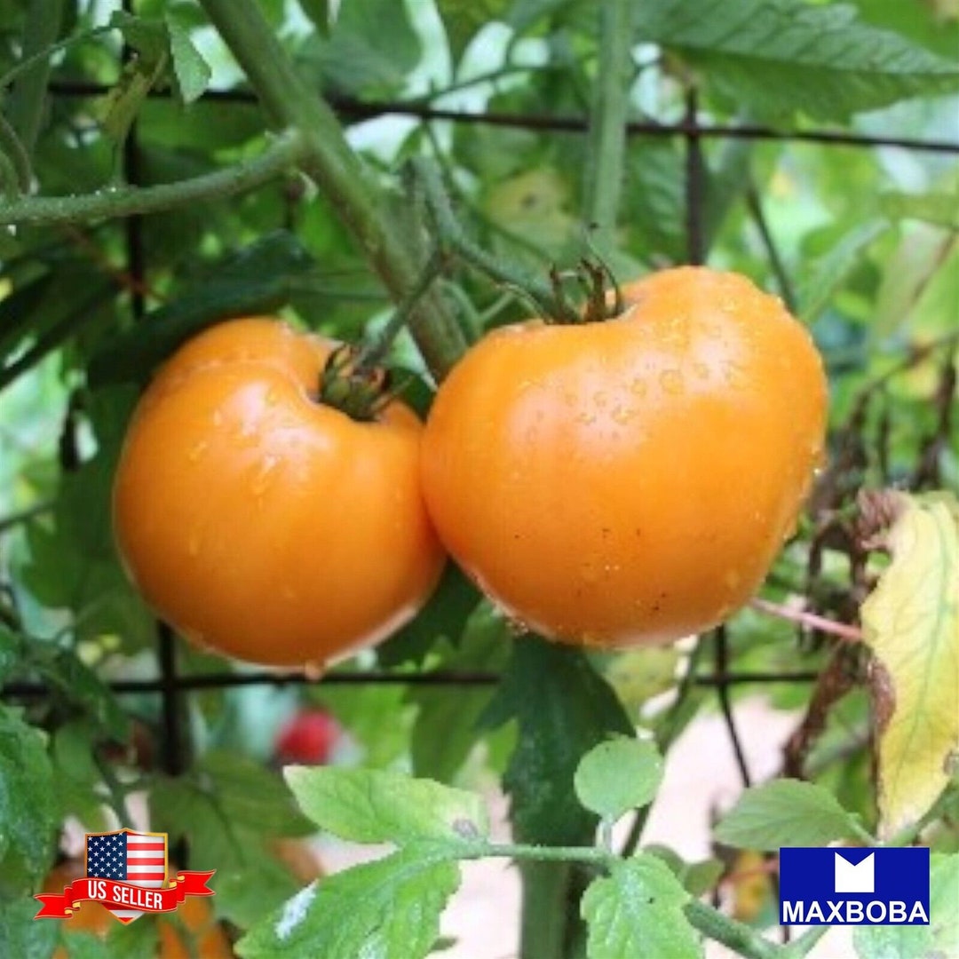 Tomato Gold Medal 100 Fresh Seeds Non-gmo Heirloom Vegetable - Etsy