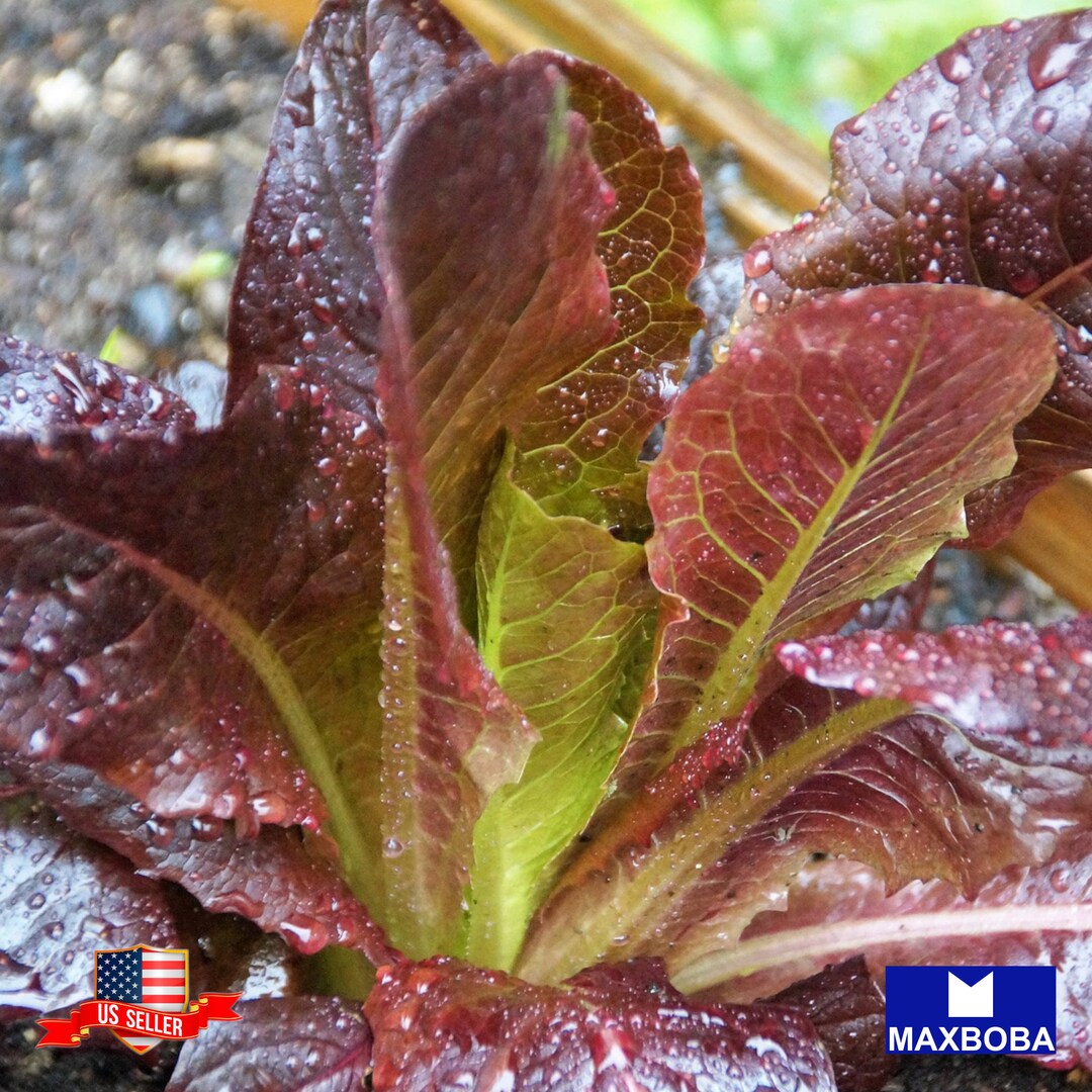 Lettuce Red Romaine 2000 Fresh Seeds Non-gmo Heirloom Vegetable - Etsy