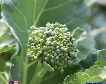Broccoli Raab Seeds, Spring Raab Rapini, 300 Seeds // Heirloom, Non GMO ...
