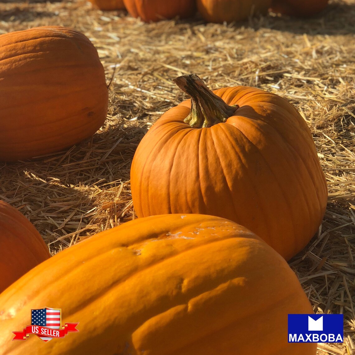 Connecticut Field Pumpkin 6 Seeds Non-gmo Heirloom Vegetable - Etsy