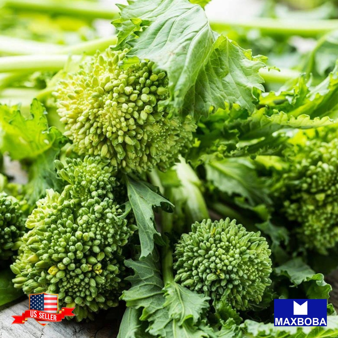 Broccoli Fresh Seeds Raab Spring Rapini organic Non-gmo Heirloom ...