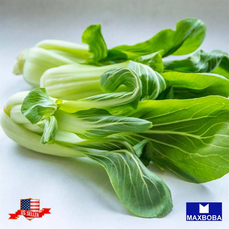 Cabbage Fresh Seeds Pak Choi White Stem Bok Choy Non-gmo Heirloom ...