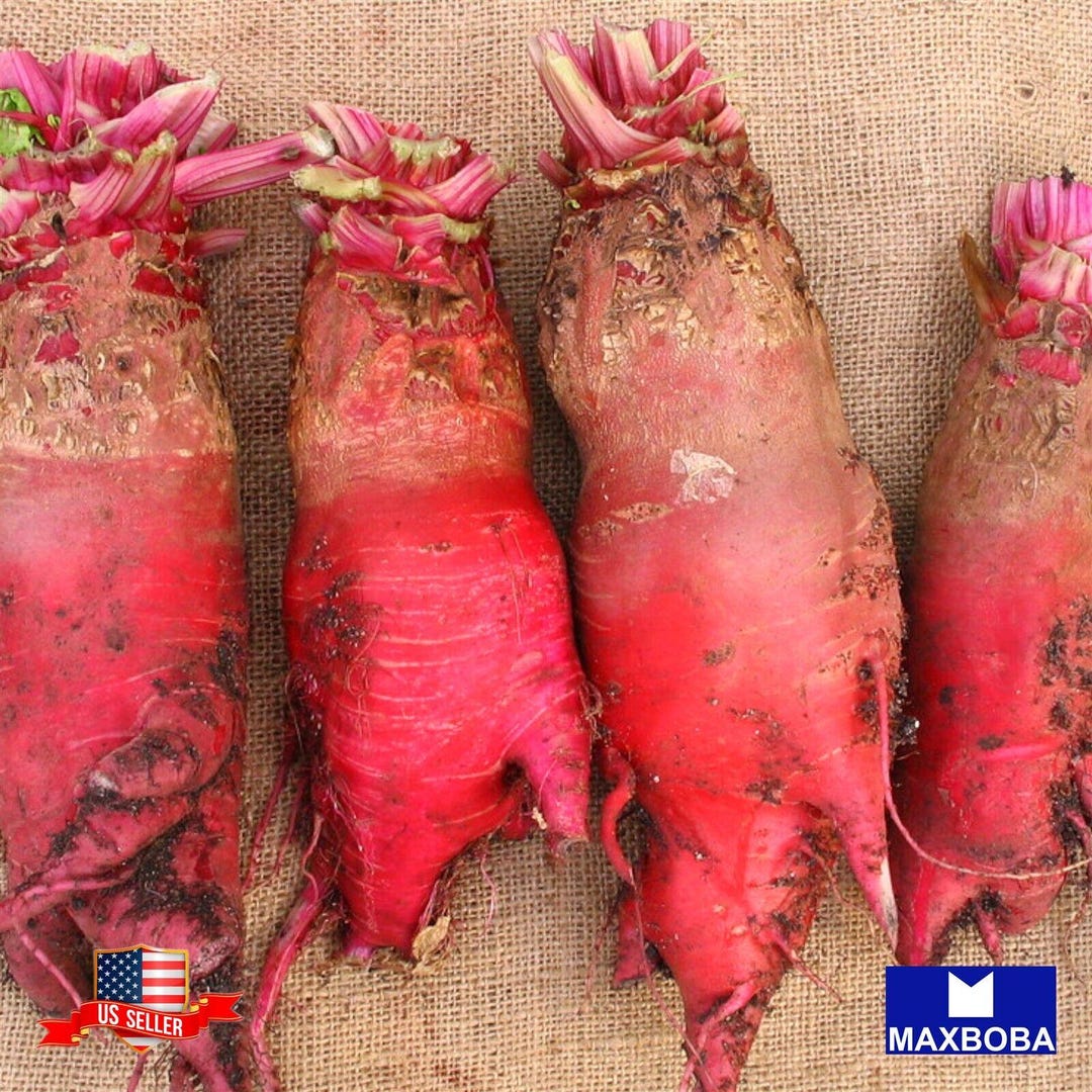 Beet 10 Fresh Seeds Red Mammoth Mangel Non-gmo Heirloom - Etsy