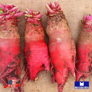 Beet 10 Fresh Seeds Red Mammoth Mangel Non-gmo Heirloom - Etsy