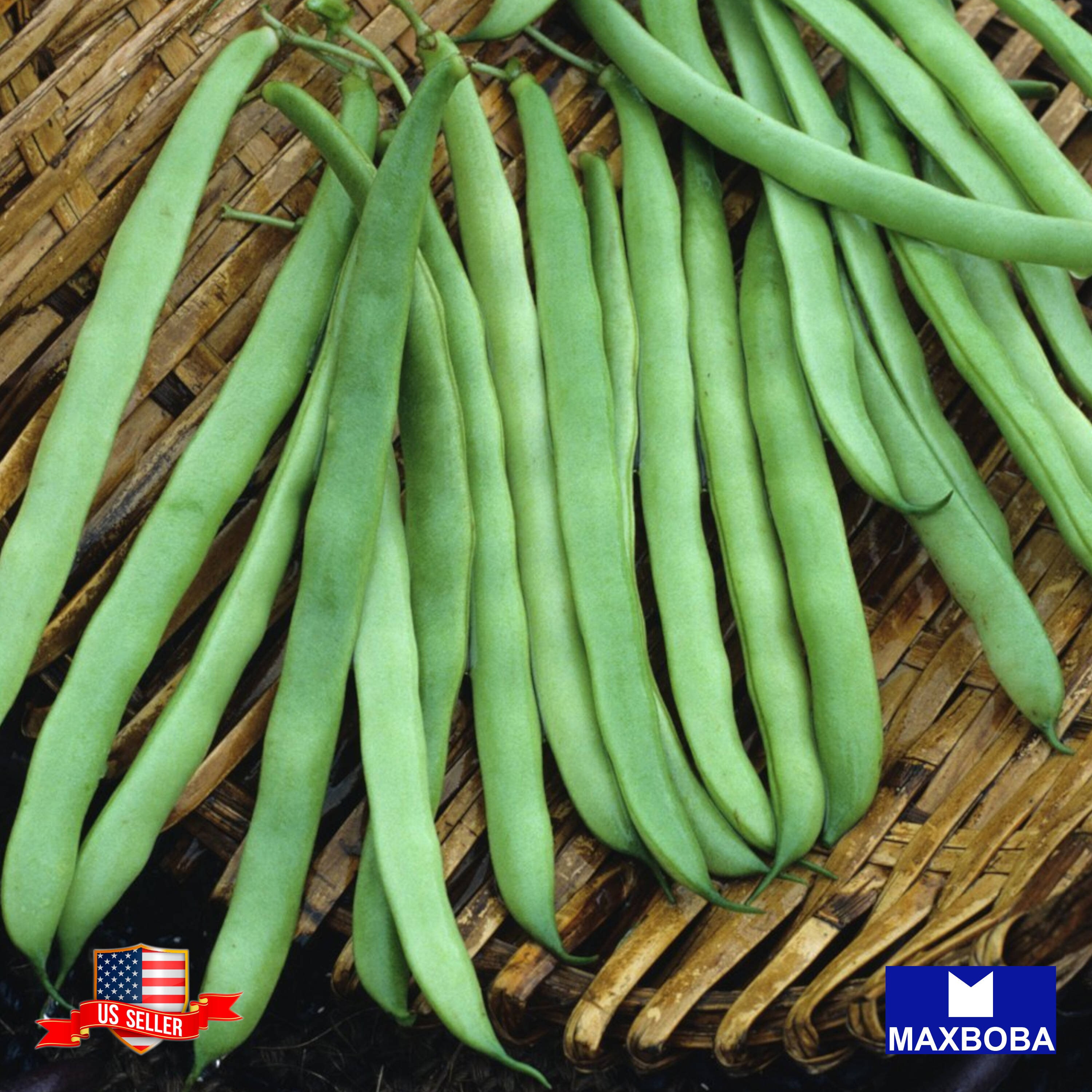 Bush Provider bean Fresh Seeds Organic Non-gmo Heirloom Garden - Etsy