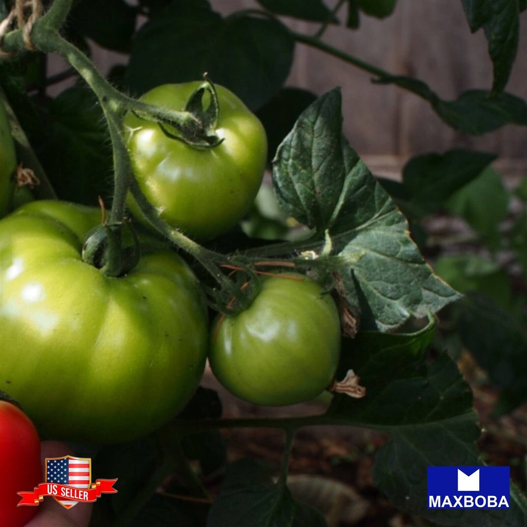50 Aunt Ruby's Green German Tomato Fresh Seeds Non-gmo Heirloom - Etsy