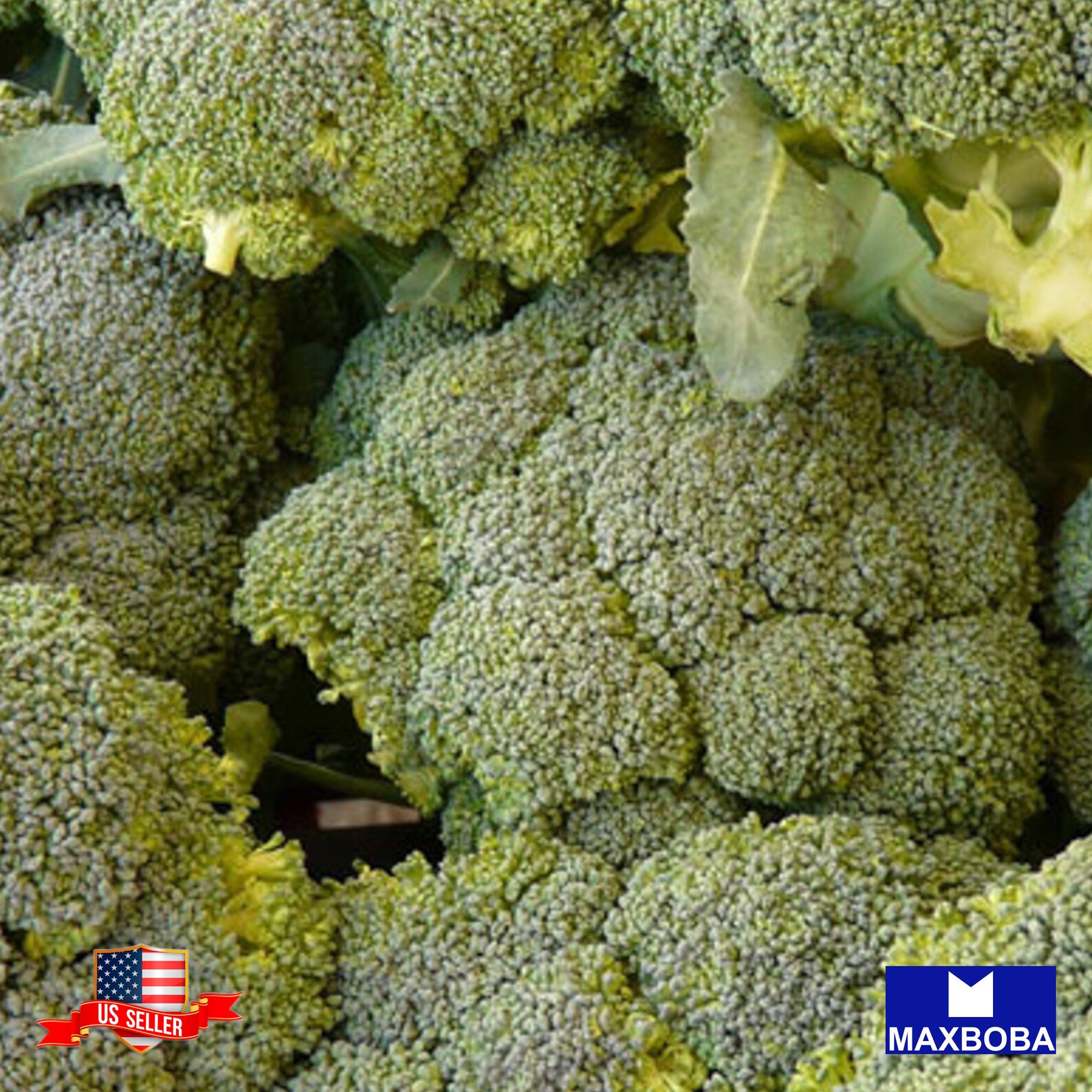 Broccoli Seeds Waltham 29 organicnon-gmo Heirloom Garden - Etsy