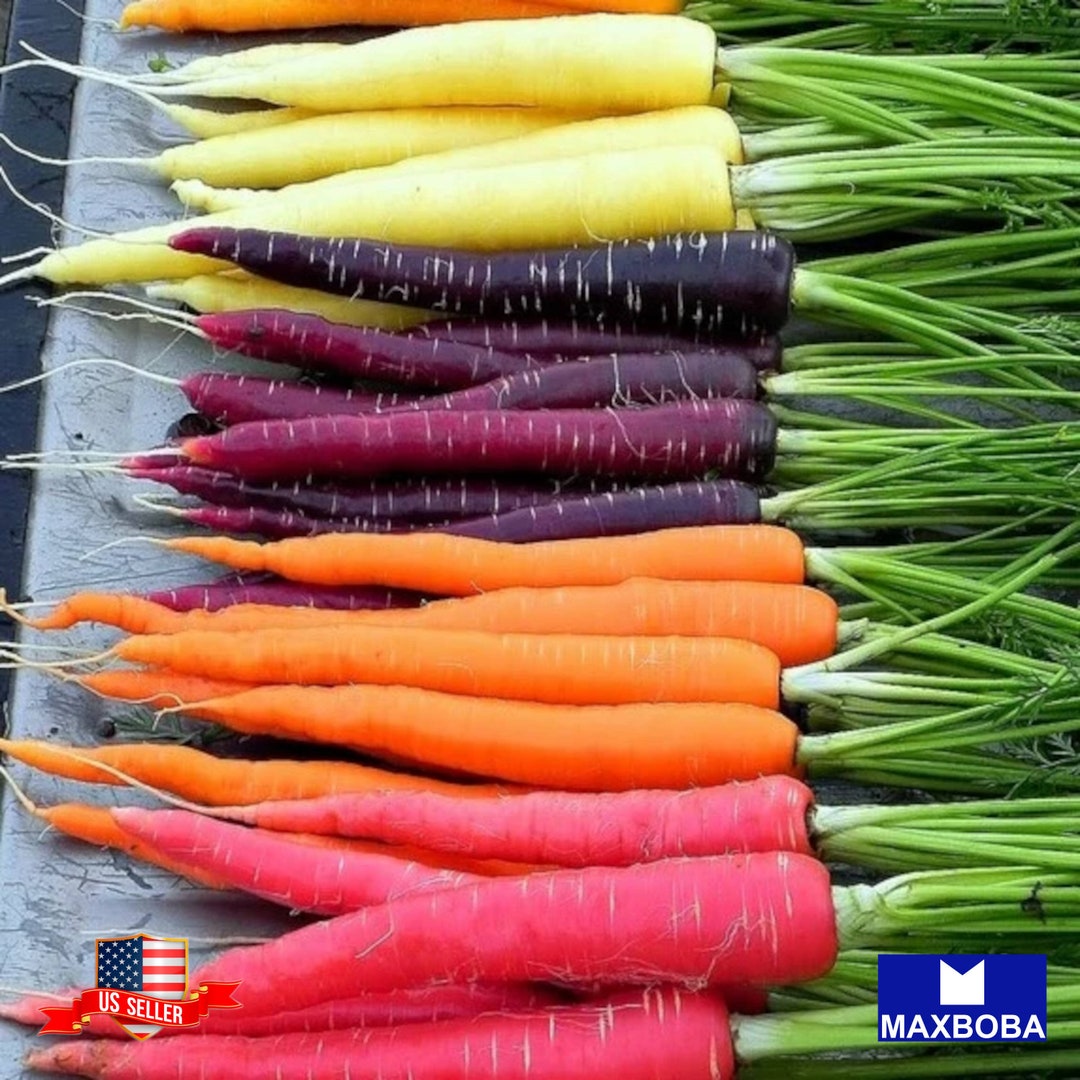 125 Rainbow Blend Carrot Seeds Non-gmo Heirloom - Etsy
