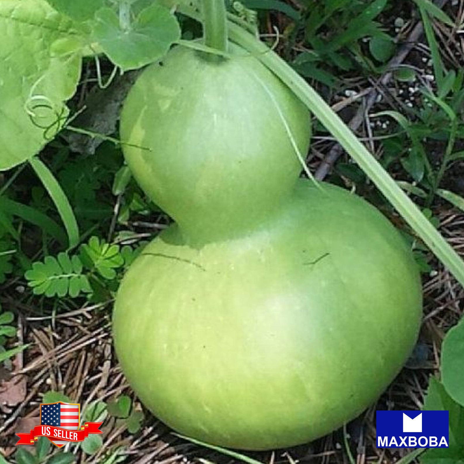 Gourd Calabash Fresh Seeds Non-gmo Heirloom Vegetable - Etsy