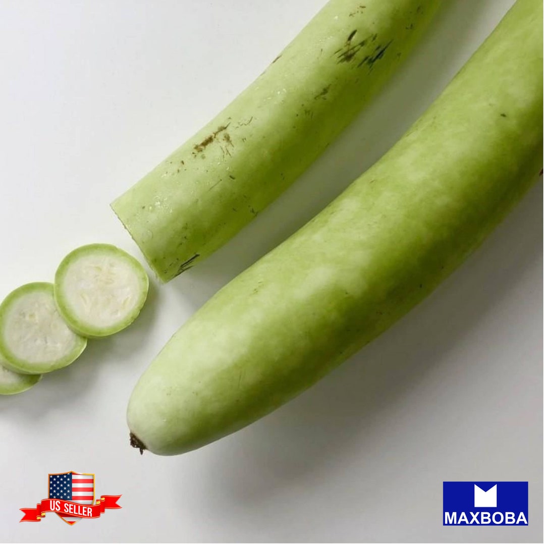 Italian Edible Gourd Cucuzzi Fresh Seeds Non-gmo Heirloom Vegetable - Etsy