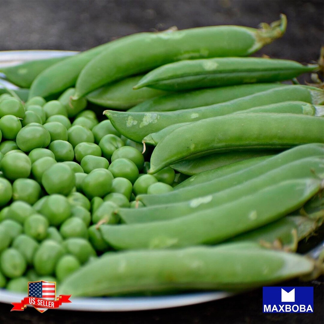 Little Marvel Pea 10 Fresh Seeds heirloom Non-gmo - Etsy