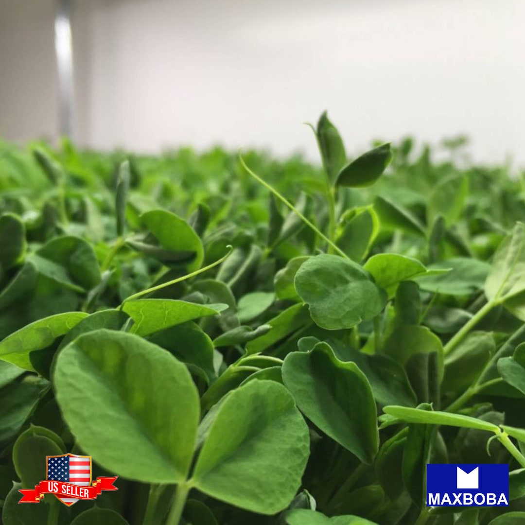 Microgreens Pea 16 Fresh Seeds Non-gmo - Etsy