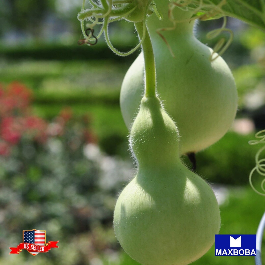 Gourd Calabash Fresh Seeds Non-gmo Heirloom Vegetable - Etsy