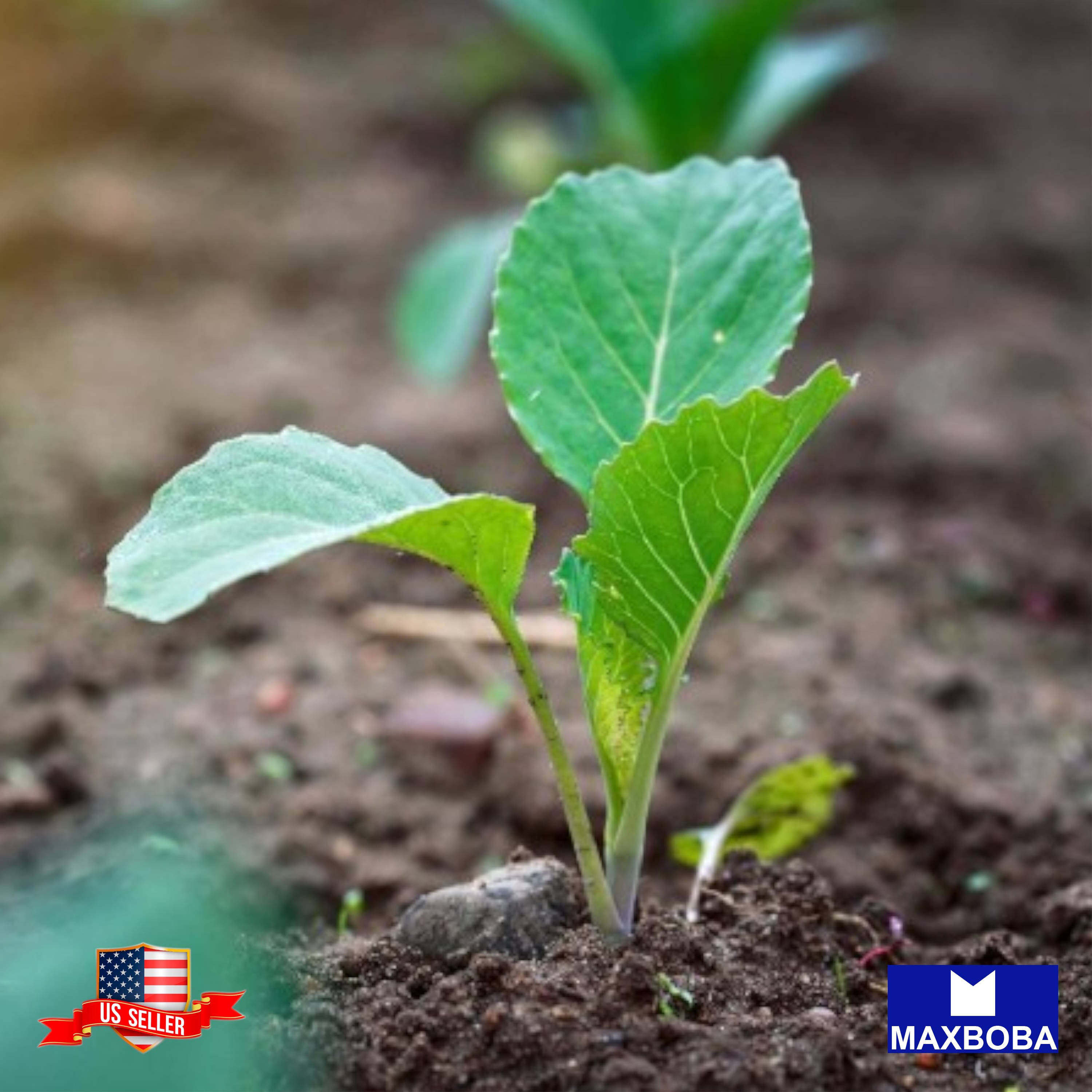 Early Round Dutch Cabbage 480 Fresh Seeds Non-gmo Heirloom Vegetable - Etsy